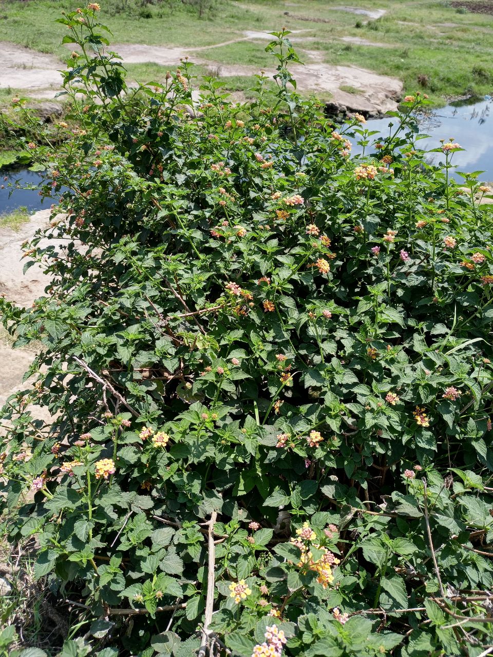 Huawei Y9a smartphone review - HapaKenya